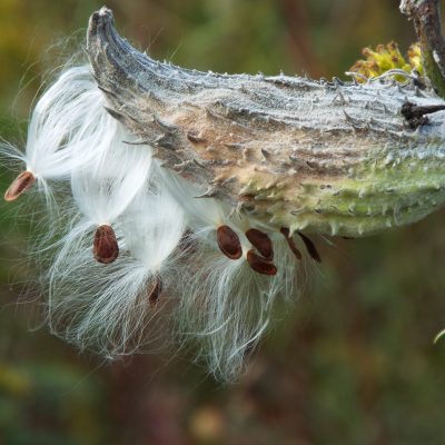 Photo Gallery | Ballard Nature Center